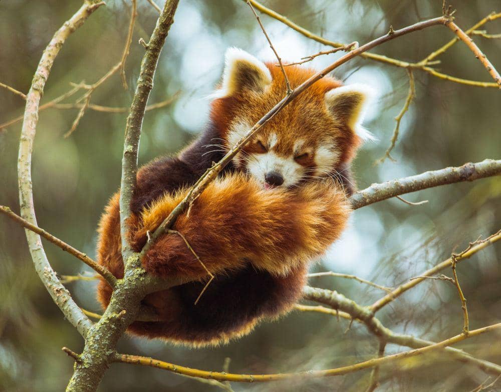 12 Hewan Darat yang Imut dan Menggemaskan, Ada Quokka | IDN Times