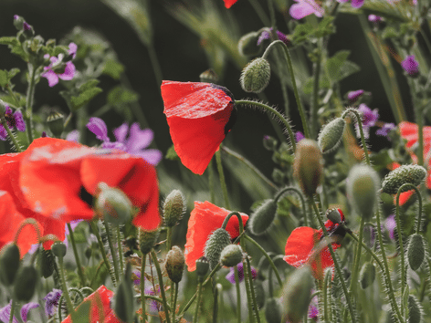 5 Fakta Unik Bunga Poppy, Punya Makna yang Tersembunyi | IDN Times