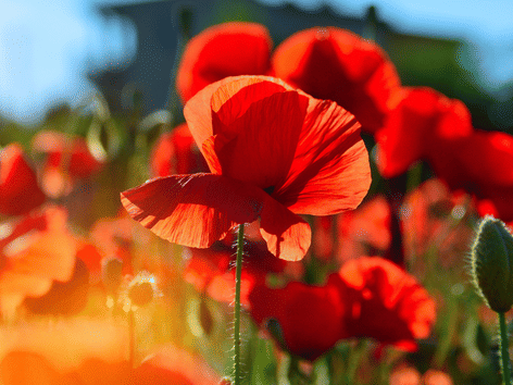 5 Fakta Unik Bunga Poppy, Punya Makna yang Tersembunyi | IDN Times