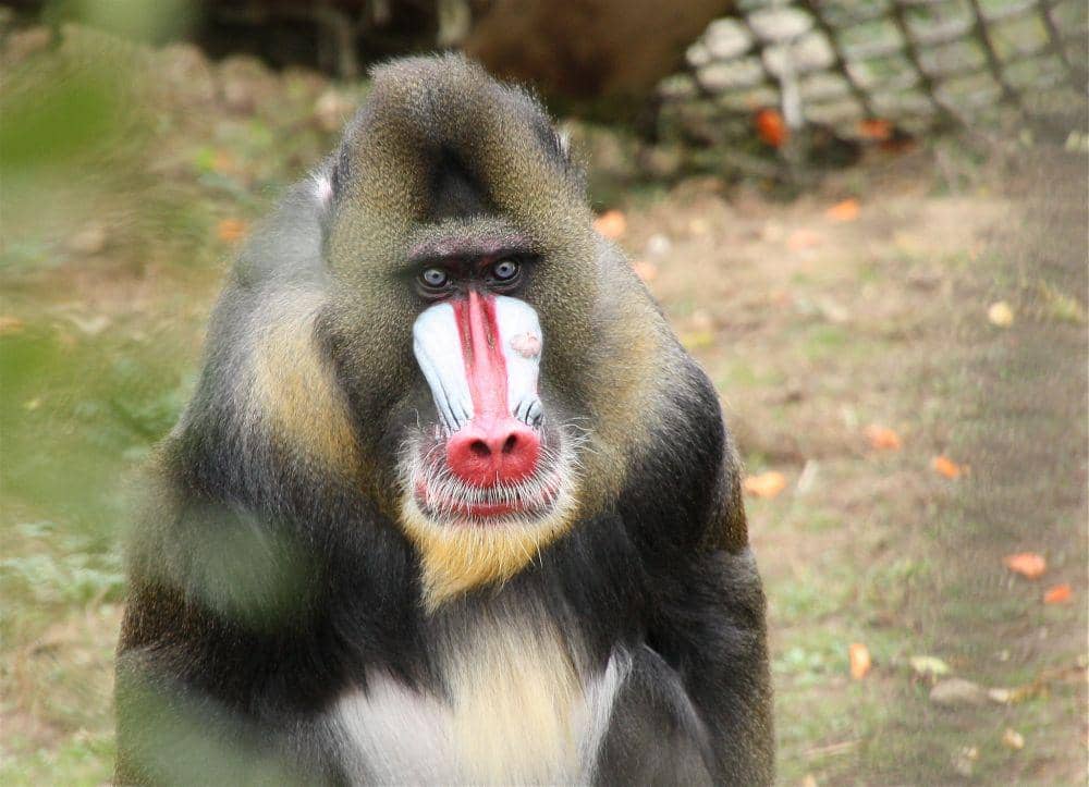 10 Monyet Terbesar di Dunia, Ada yang dari Indonesia | IDN Times