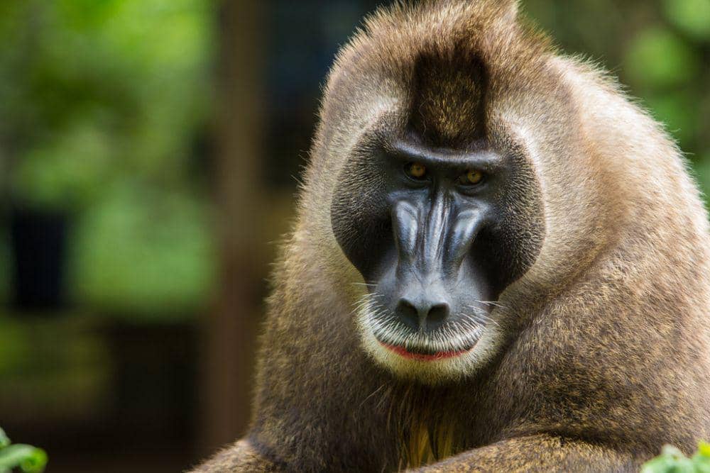 10 Monyet Terbesar di Dunia, Ada yang dari Indonesia | IDN Times