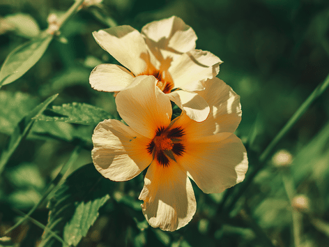 5 Fakta Unik Turnera, Bunga yang Hanya Mekar Pukul Delapan | IDN Times