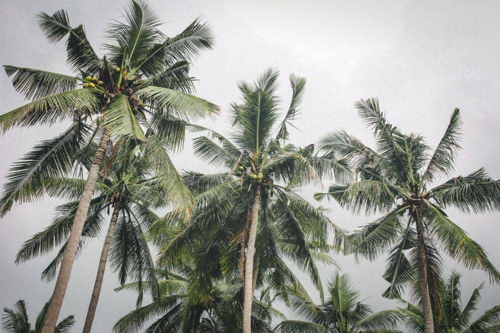 Contoh Soal Bahasa Bali Kelas 2 SD | IDN Times Bali