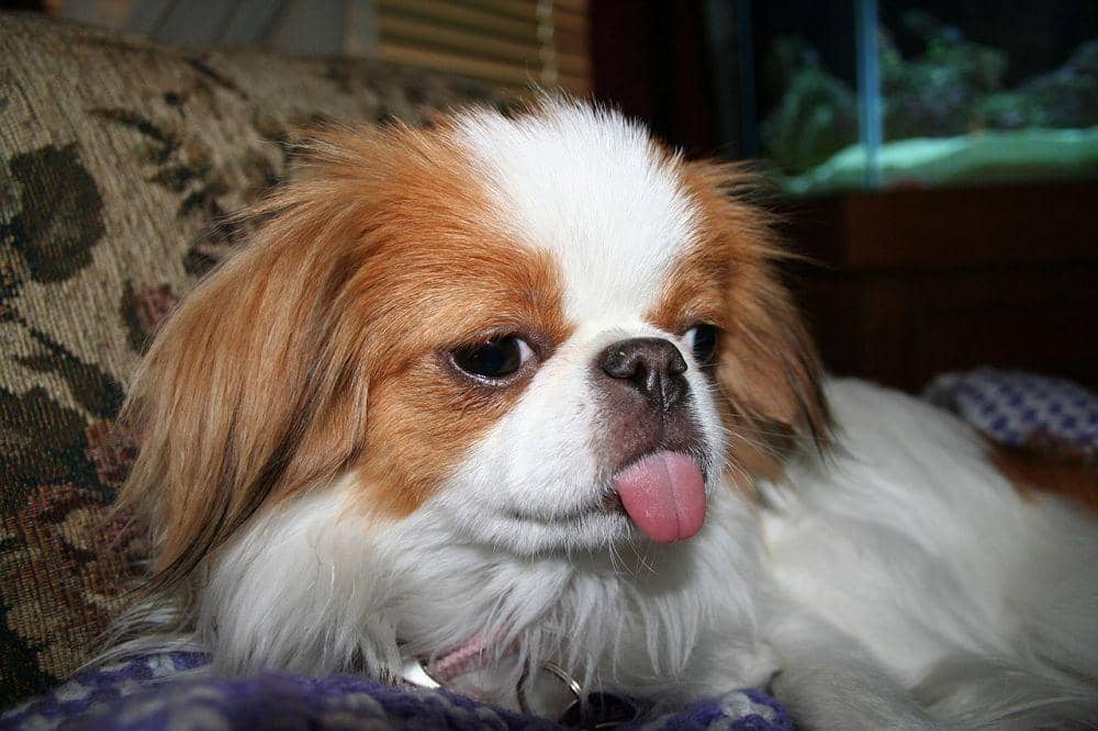 10 Jenis Anjing yang Jarang Menggonggong, Tidak Berisik! | IDN Times