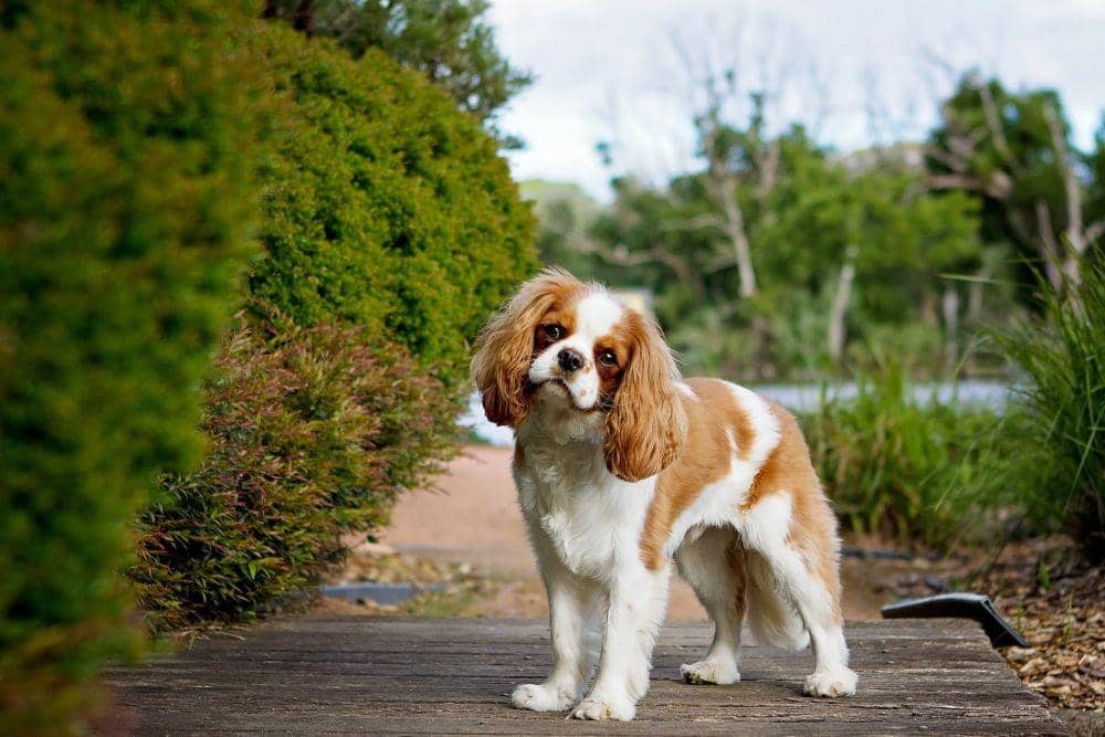 10 Jenis Anjing yang Jarang Menggonggong, Tidak Berisik! | IDN Times