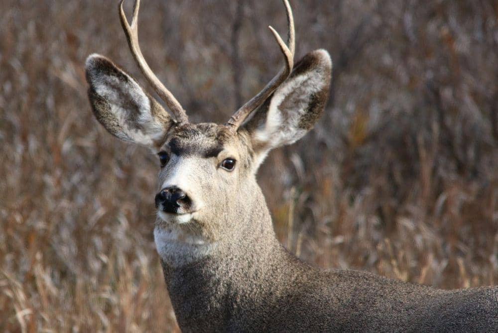 5 Fakta Menarik Mule Deer, si Cantik yang Mirip Keledai | IDN Times