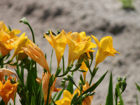 5 Fakta Unik Bunga Freesia, si Wangi tapi Sensitif | IDN Times