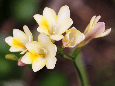 5 Fakta Unik Bunga Freesia, si Wangi tapi Sensitif | IDN Times