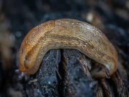 6 Fakta Menarik Slug, Siput Tanpa Cangkang | IDN Times
