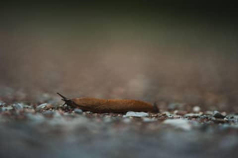 6 Fakta Menarik Slug, Siput Tanpa Cangkang | IDN Times