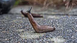 6 Fakta Menarik Slug, Siput Tanpa Cangkang | IDN Times