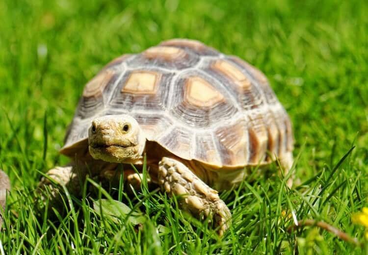 5 Fakta Sulcata, Kura-Kura paling digemari di Indonesia | IDN Times