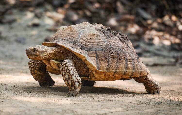 5 Fakta Sulcata, Kura-Kura paling digemari di Indonesia | IDN Times