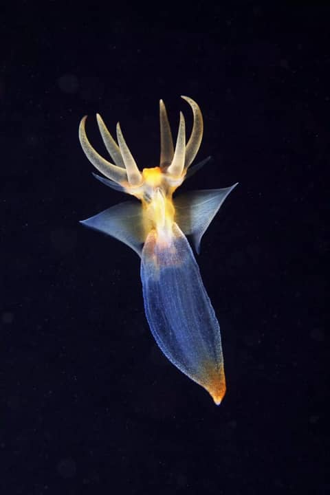 6 Fakta Unik Sea Angel, Makhluk Kecil Penghuni Laut Dalam | IDN Times