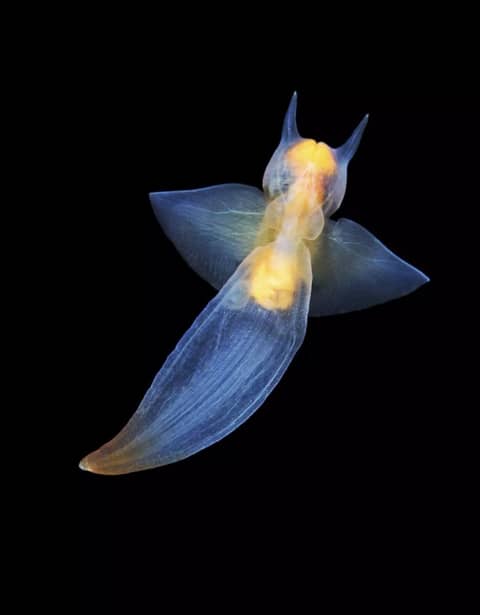 6 Fakta Unik Sea Angel, Makhluk Kecil Penghuni Laut Dalam | IDN Times