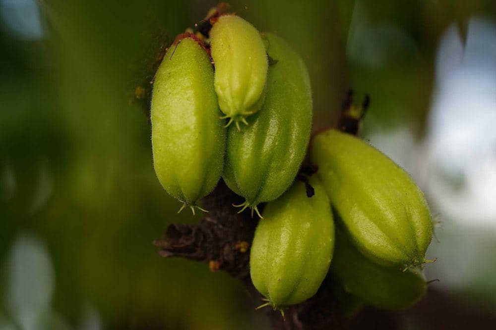 13 Fakta Belimbing Wuluh, Buah Kecut Kesukaan Siapa Nih? | IDN Times