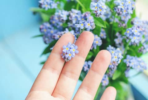 Fakta Bunga Forget-Me-Not | IDN Times