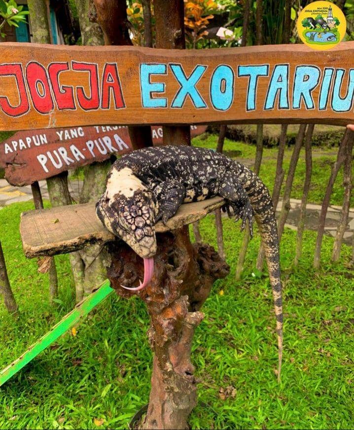 Mini Zoo Jogja Exotorium: Lokasi, Rute, dan Harga Tiket | IDN Times Jogja