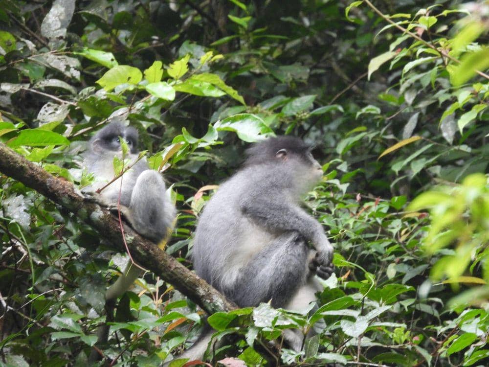 5 Fakta Surili, Primata Khas Jawa Penghuni Hutan Pegunungan | IDN Times