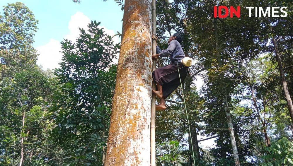 Kisah Kahono, Bertaruh Nyawa Demi Legitnya Durian Yuyem | IDN Times Jateng