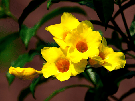 Fakta Unik Bunga Alamanda | IDN Times