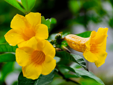 Fakta Unik Bunga Alamanda | IDN Times