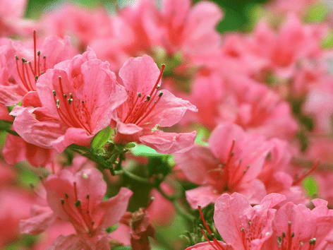 5 Fakta Unik Bunga Azalea, Tanaman Hias Cerah yang Mematikan | IDN Times