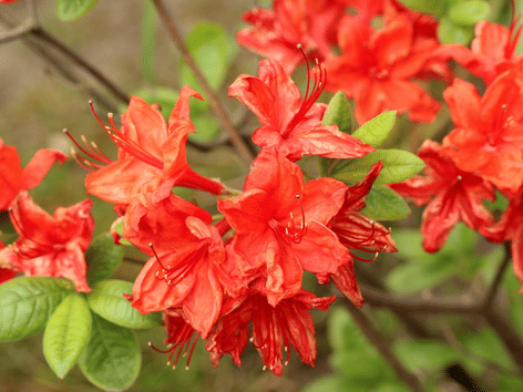 5 Fakta Unik Bunga Azalea, Tanaman Hias Cerah yang Mematikan | IDN Times