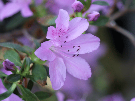 5 Fakta Unik Bunga Azalea, Tanaman Hias Cerah yang Mematikan | IDN Times