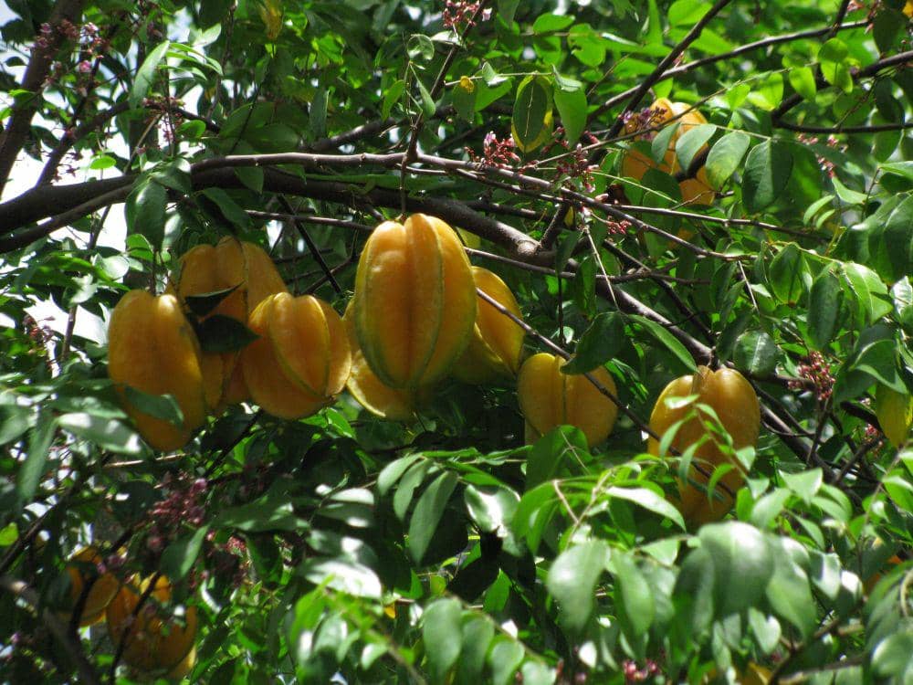 7 Fakta Menarik Buah Belimbing | IDN Times