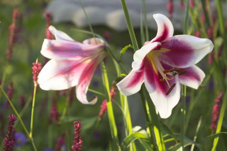 12 Jenis Bunga Lili Putih yang Harus Kamu Tau, Mempesona! | IDN Times