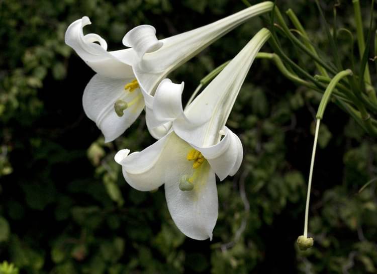 12 Jenis Bunga Lili Putih yang Harus Kamu Tau, Mempesona! | IDN Times