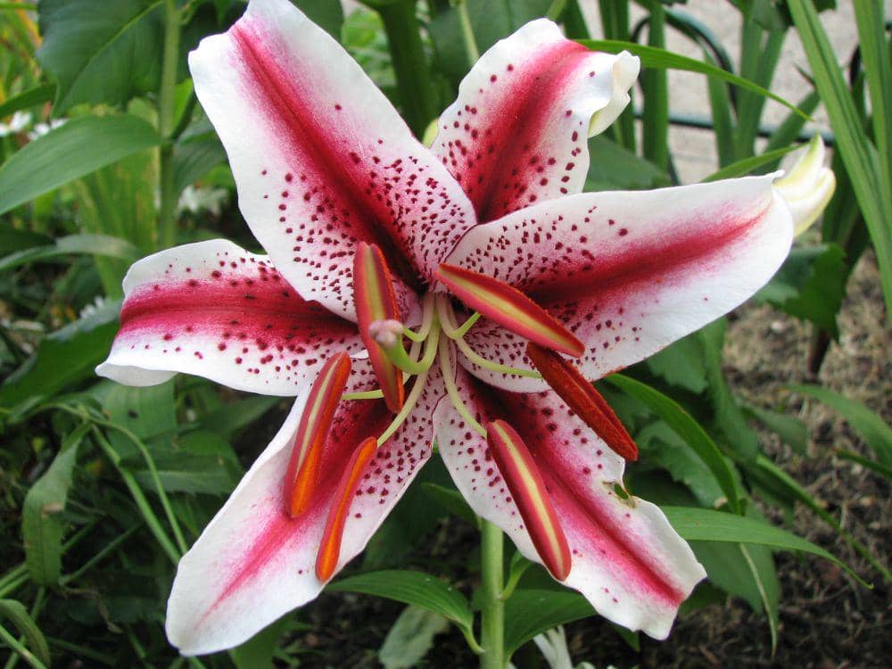 12 Jenis Bunga Lili Putih yang Harus Kamu Tau, Mempesona! | IDN Times