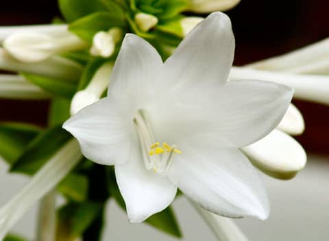 12 Jenis Bunga Lili Putih yang Harus Kamu Tau, Mempesona! | IDN Times