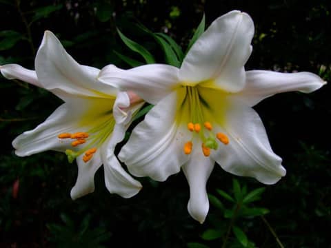 12 Jenis Bunga Lili Putih yang Harus Kamu Tau, Mempesona! | IDN Times