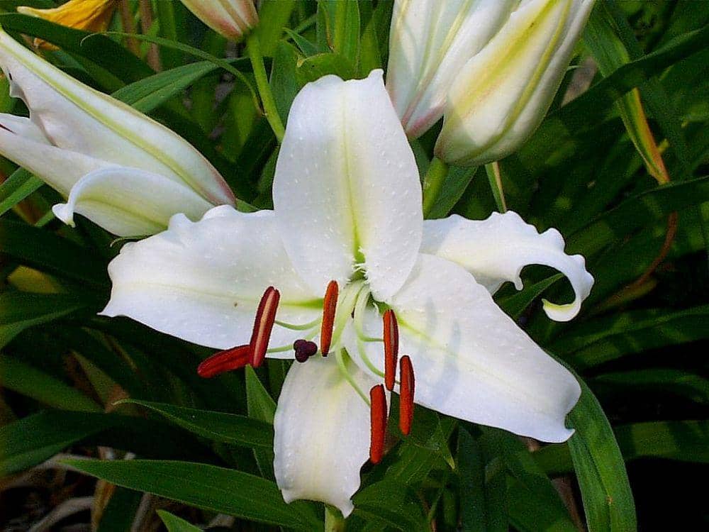 12 Jenis Bunga Lili Putih yang Harus Kamu Tau, Mempesona! | IDN Times