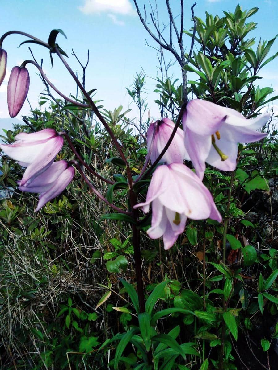 12 Jenis Bunga Lili Putih yang Harus Kamu Tau, Mempesona! | IDN Times