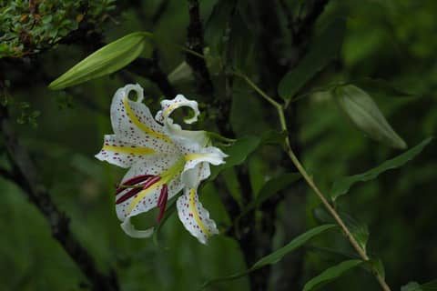 12 Jenis Bunga Lili Putih yang Harus Kamu Tau, Mempesona! | IDN Times