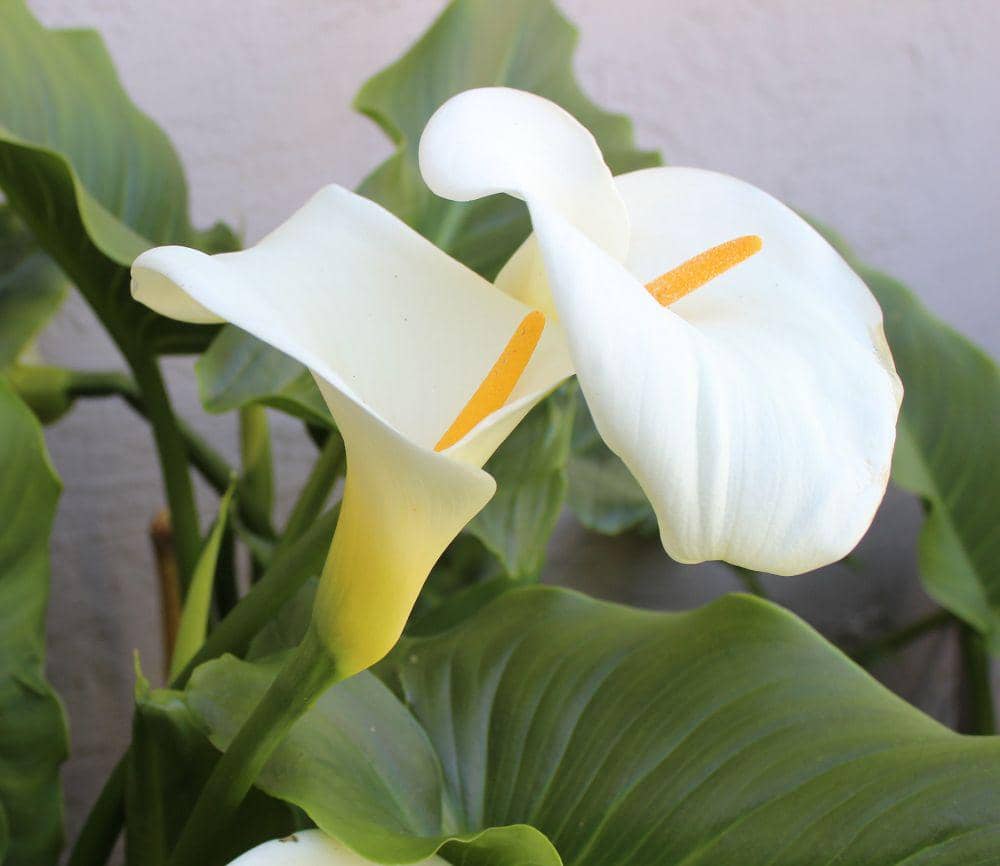 12 Jenis Bunga Lili Putih yang Harus Kamu Tau, Mempesona! | IDN Times