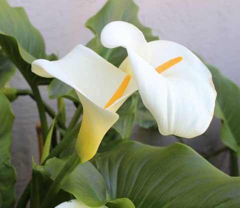 12 Jenis Bunga Lili Putih yang Harus Kamu Tau, Mempesona! | IDN Times