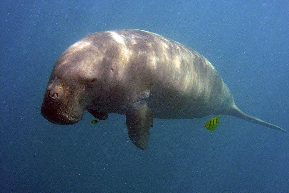 9 Fakta Dugong yang Wajib Kamu Tahu, Beda dari Manatee! | IDN Times