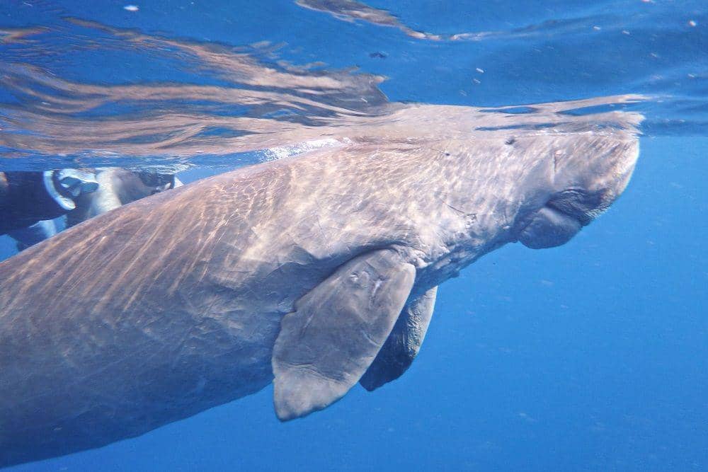 9 Fakta Dugong yang Wajib Kamu Tahu, Beda dari Manatee! | IDN Times