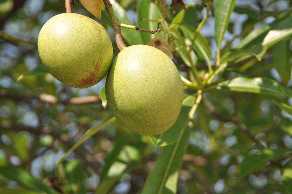 15 Tumbuhan Berbahaya di Dunia, Beracun dan Mematikan! | IDN Times