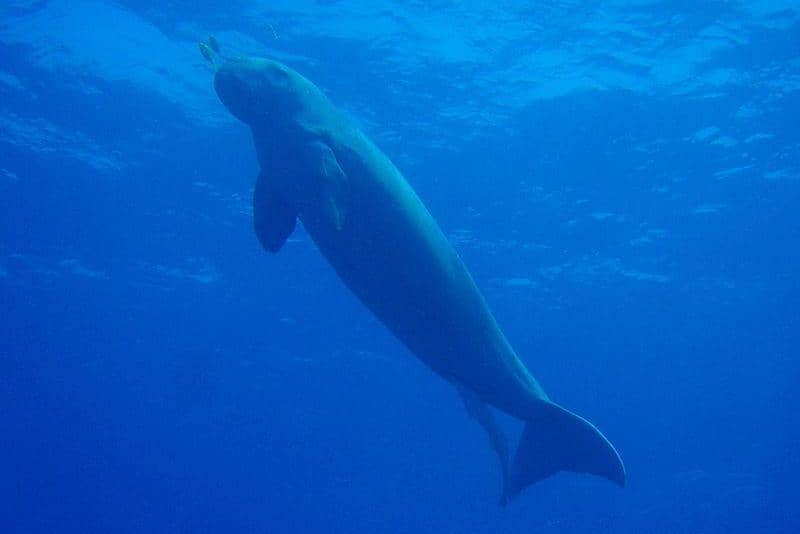 9 Fakta Dugong yang Wajib Kamu Tahu, Beda dari Manatee! | IDN Times