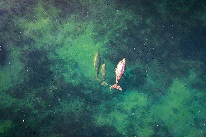 9 Fakta Dugong yang Wajib Kamu Tahu, Beda dari Manatee! | IDN Times