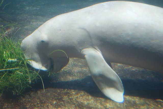 9 Fakta Dugong yang Wajib Kamu Tahu, Beda dari Manatee! | IDN Times