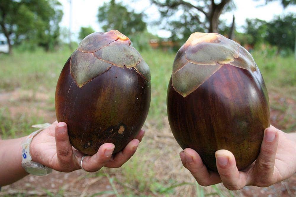 5 Fakta Siwalan, Buah dan Niranya Bisa Diolah Jadi Minuman | IDN Times