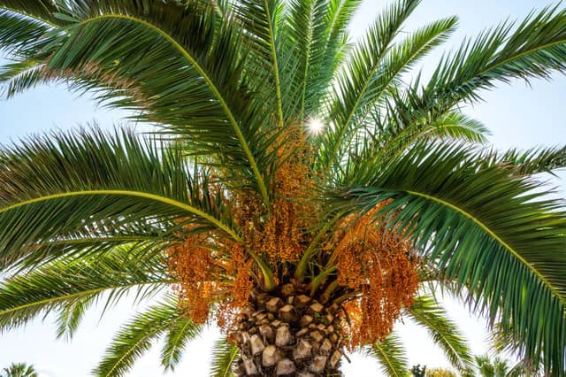 5 Fakta Siwalan, Buah dan Niranya Bisa Diolah Jadi Minuman | IDN Times