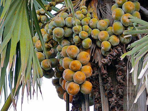 5 Fakta Siwalan, Buah dan Niranya Bisa Diolah Jadi Minuman | IDN Times
