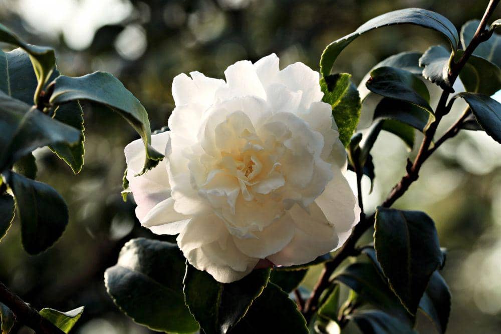 Fakta Unik dan Menarik Bunga Camellia, Cantik dan Bermanfaat | IDN Times